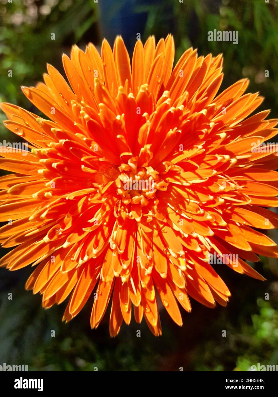 Bnw flower hi-res stock photography and images - Alamy