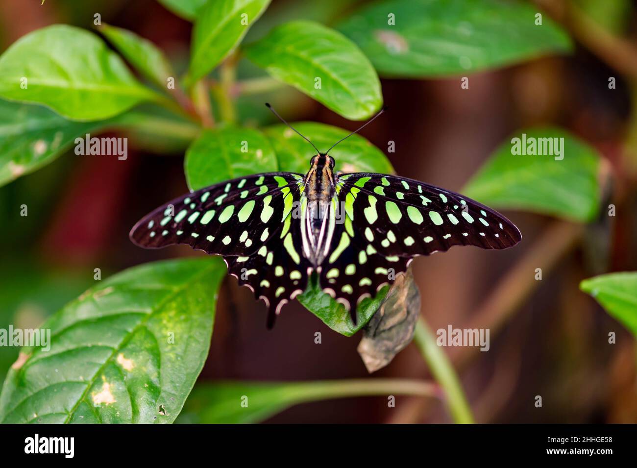 The tailed jay butterfly hi-res stock photography and images - Alamy