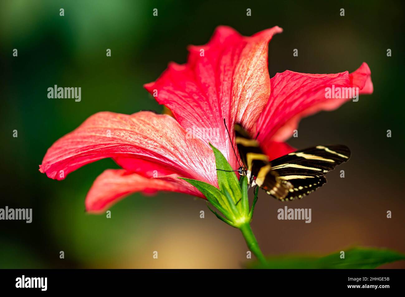 Zebra Longwing Butterfly on a flower Stock Photo - Alamy