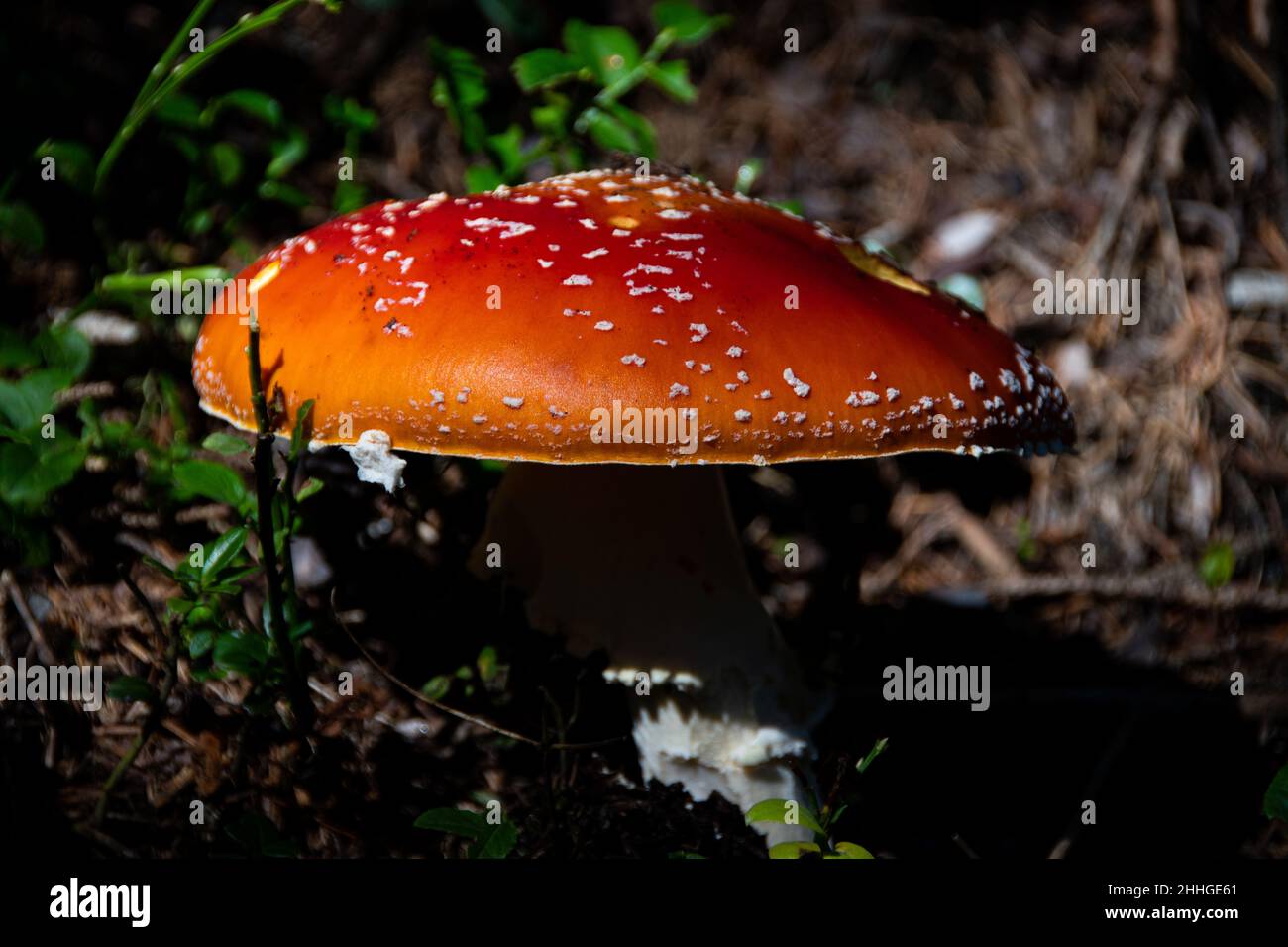 Giant poisonous toadstool illuminated by the sun Stock Photo - Alamy