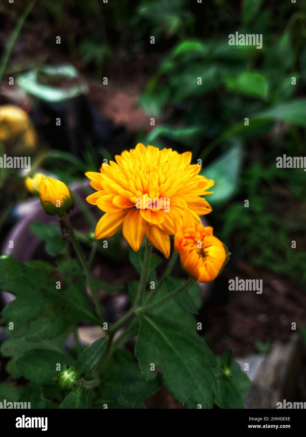 Bnw flower hi-res stock photography and images - Alamy