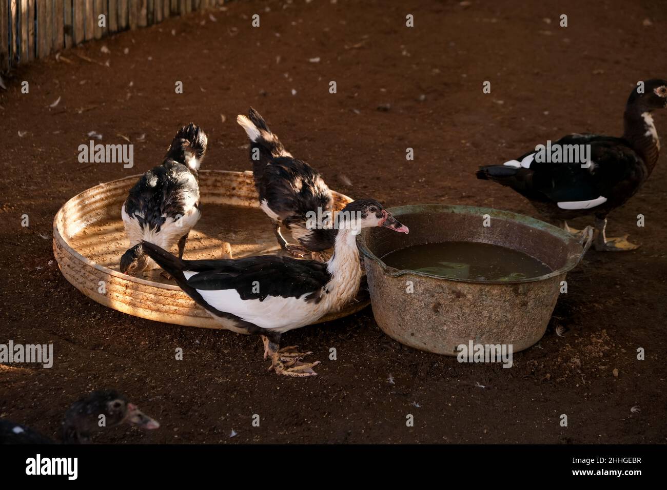 a group of manila ducks eating in a cage, Defocused, background ...