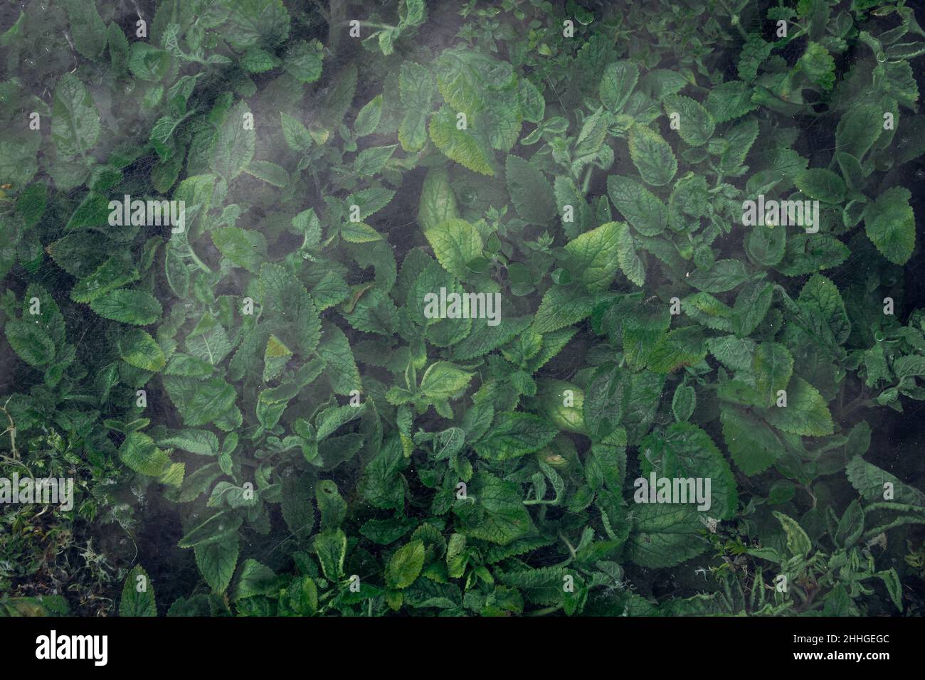 close-up frozen mint grows densely under glass, top view Stock Photo ...