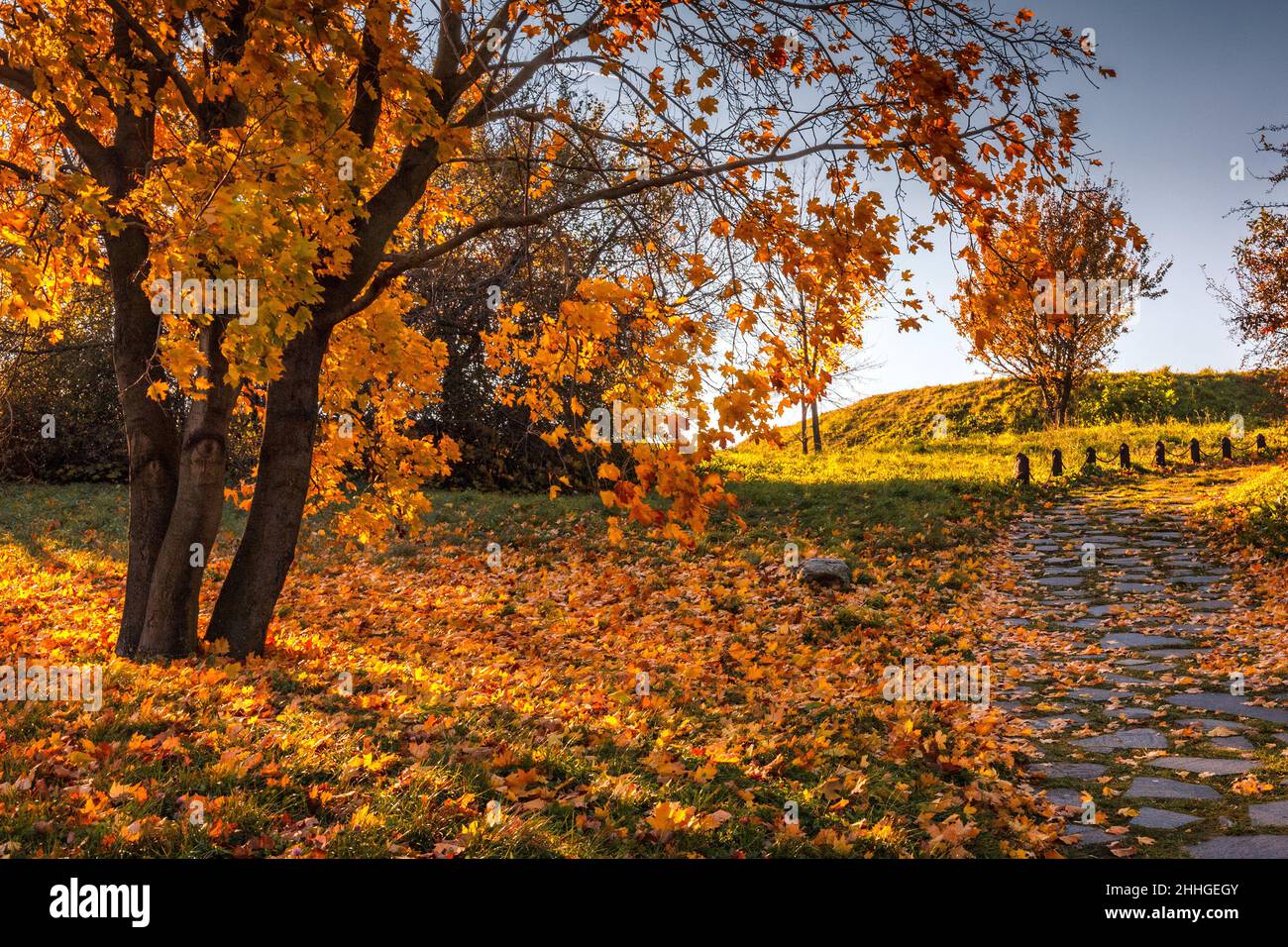 Tree in autumn colors with falling foliage Stock Photo - Alamy