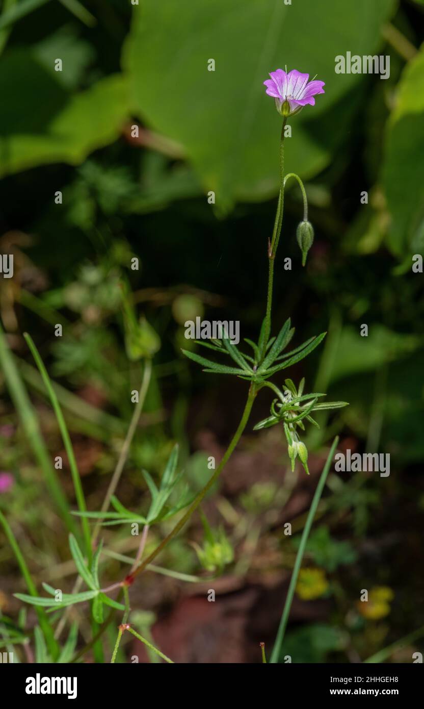 Long-stalked crane's-bill, Geranium columbinum in flower on limestone ...
