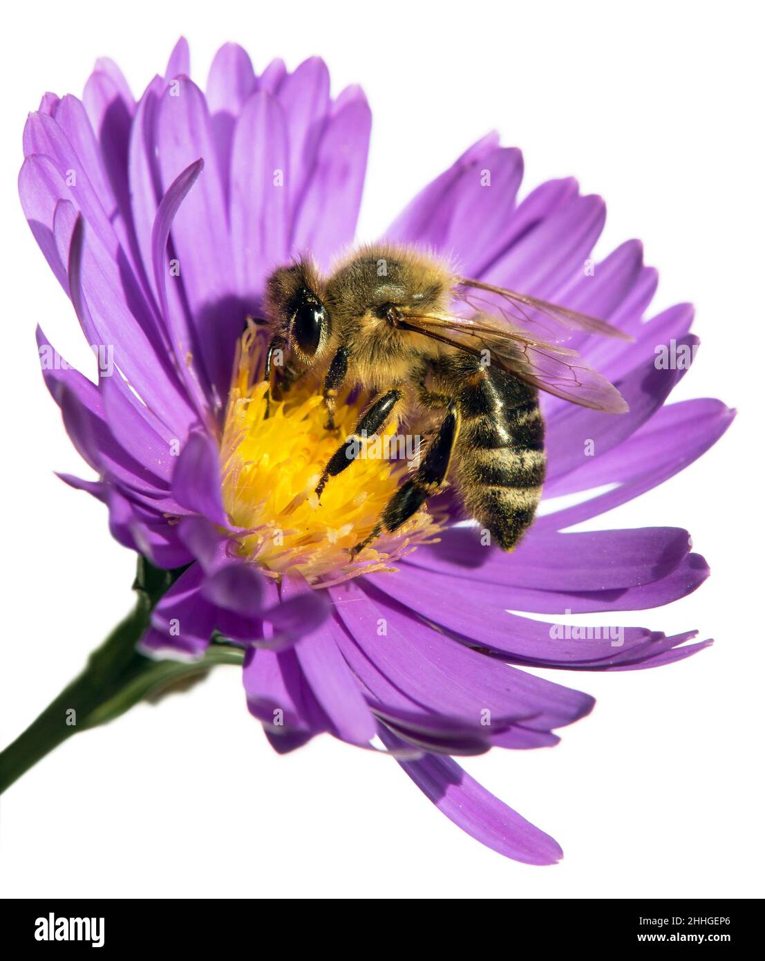 Bee cut out flower hi-res stock photography and images - Alamy