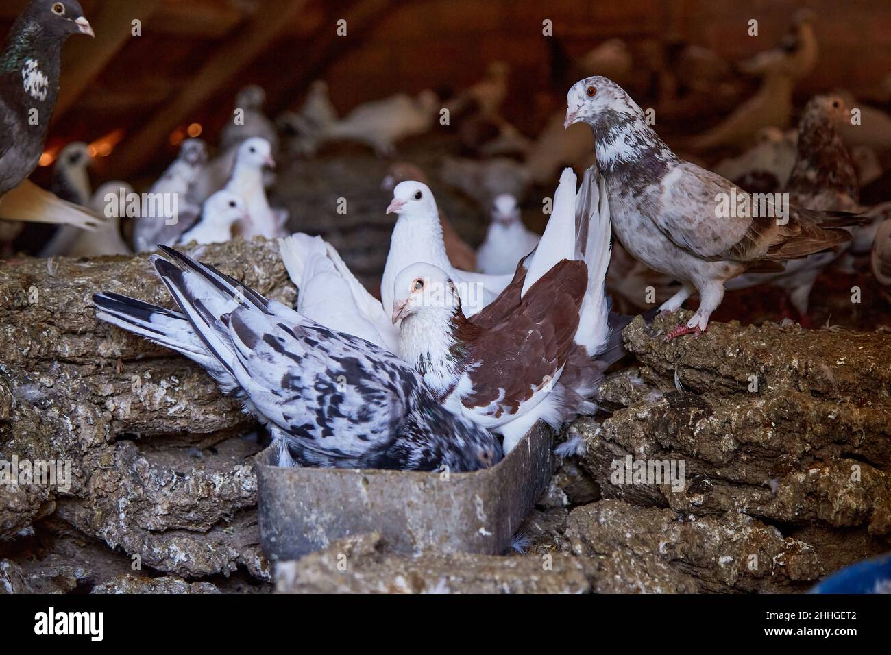 Breeding purebred pigeons at private yard. Warm house for birds. Hobby ...