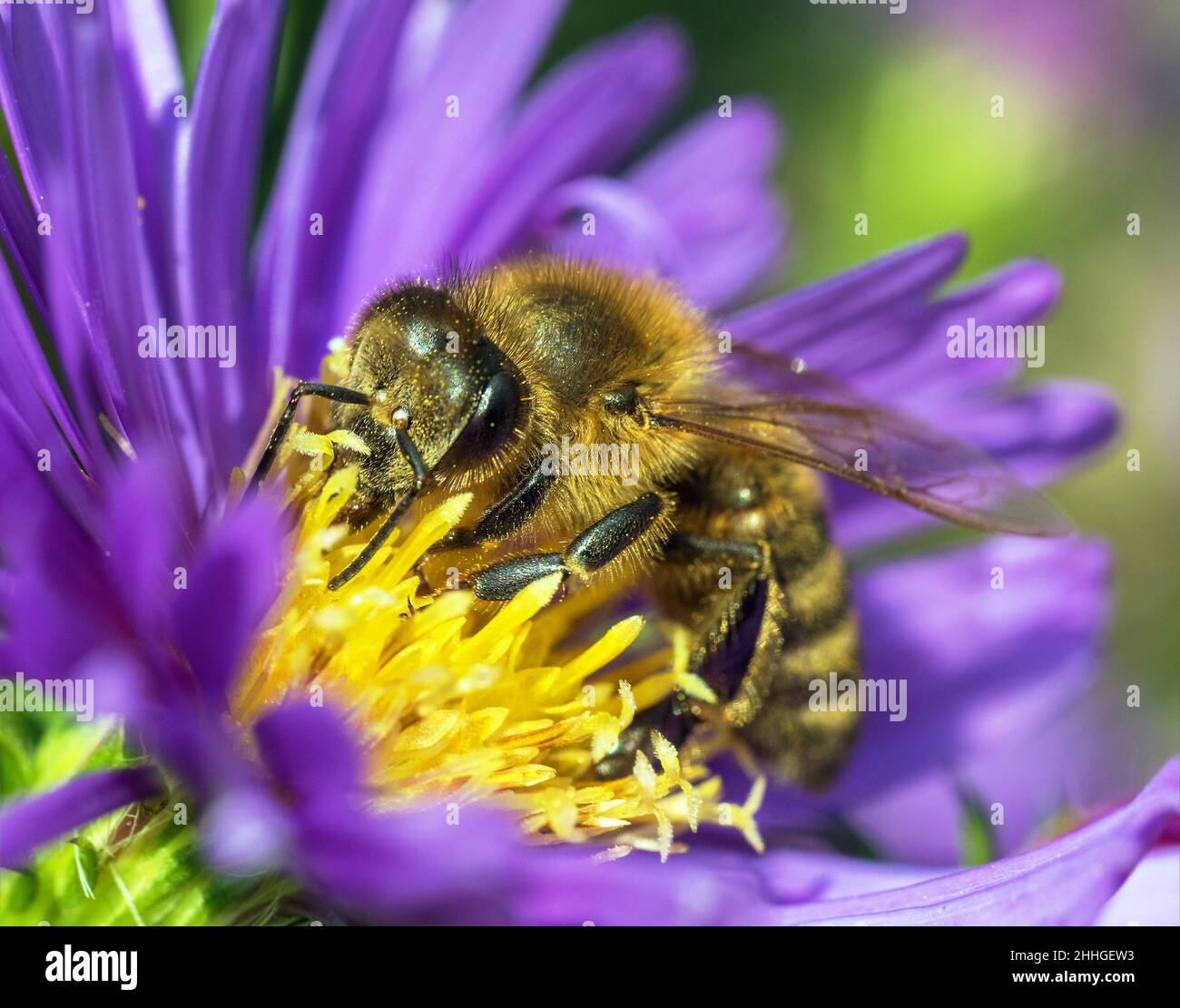 Closeup honeybee pollination hi-res stock photography and images - Alamy
