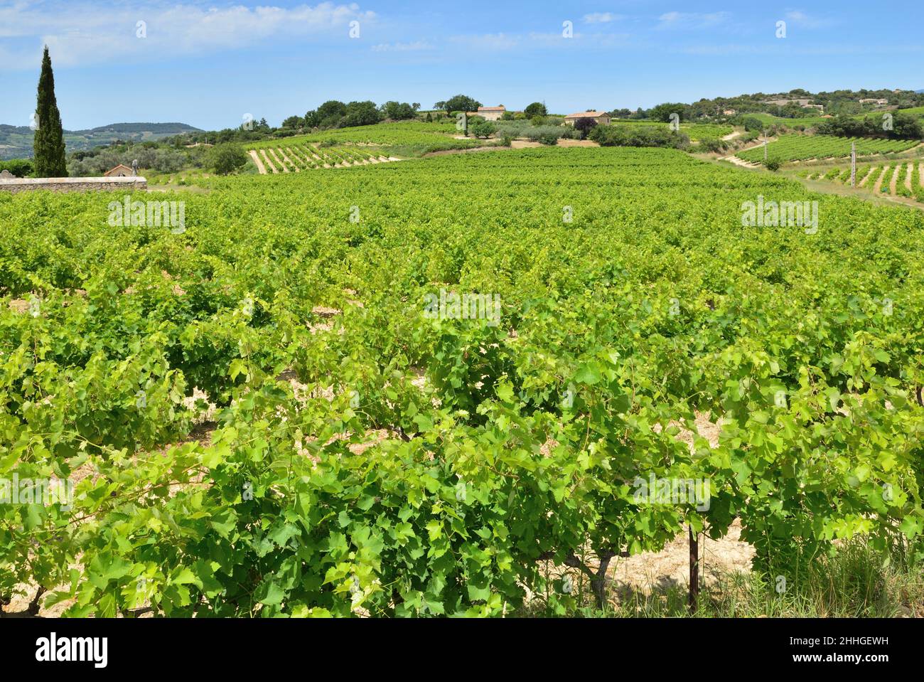 field of grape vine in summer growing in Vaucluse in france Stock Photo ...
