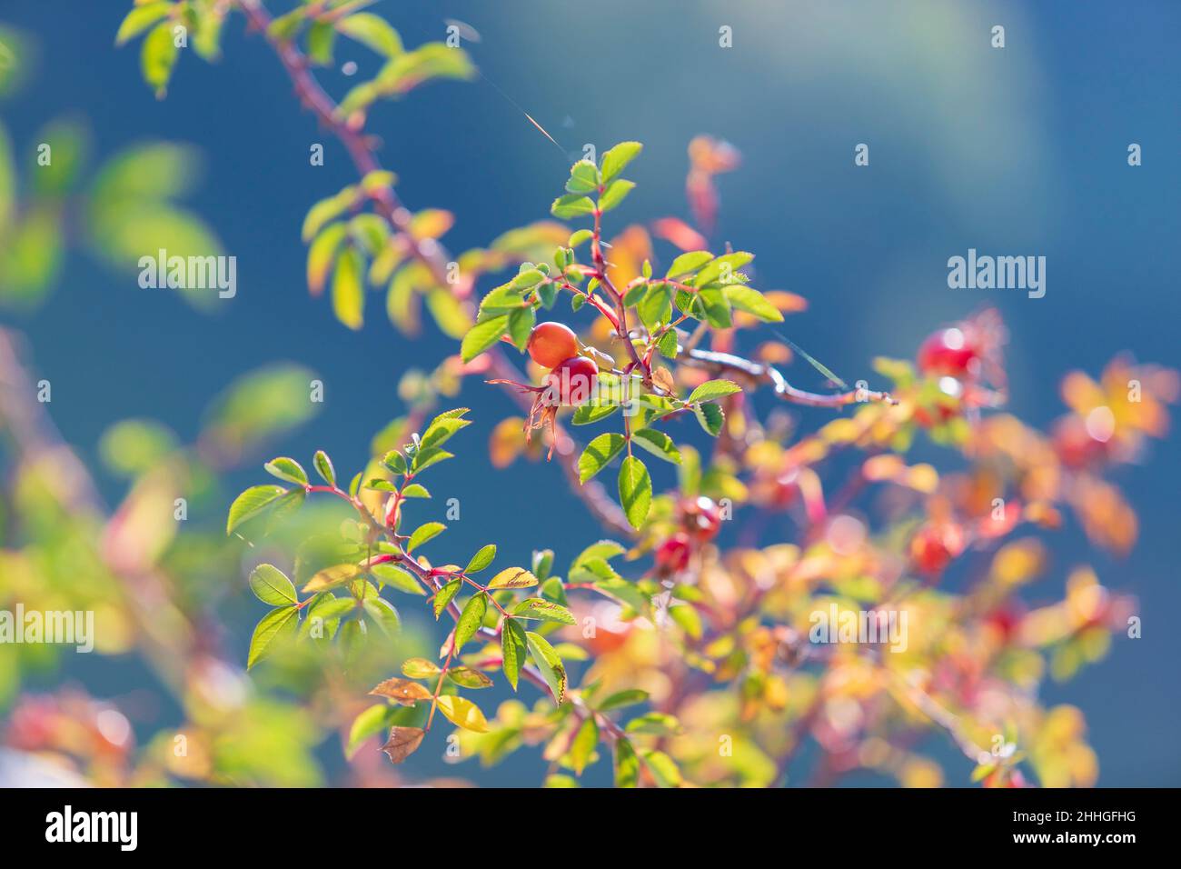 Rosehip bush with fruit. The shrub has a red fruit and green leaves ...