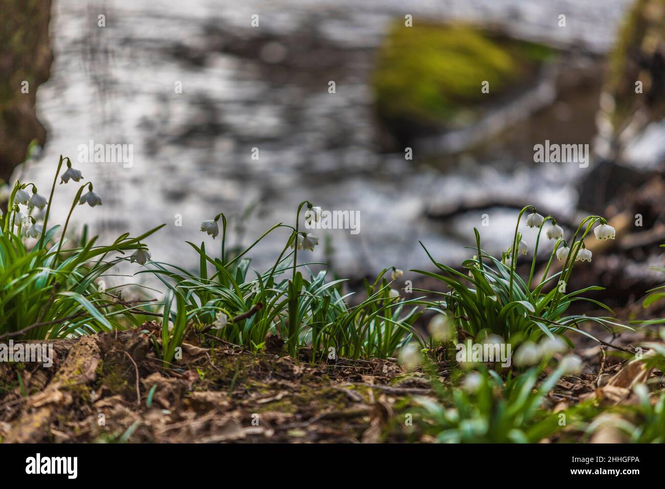 Snowflake - Leucojum aestivum - beautiful white flower on meadow in ...