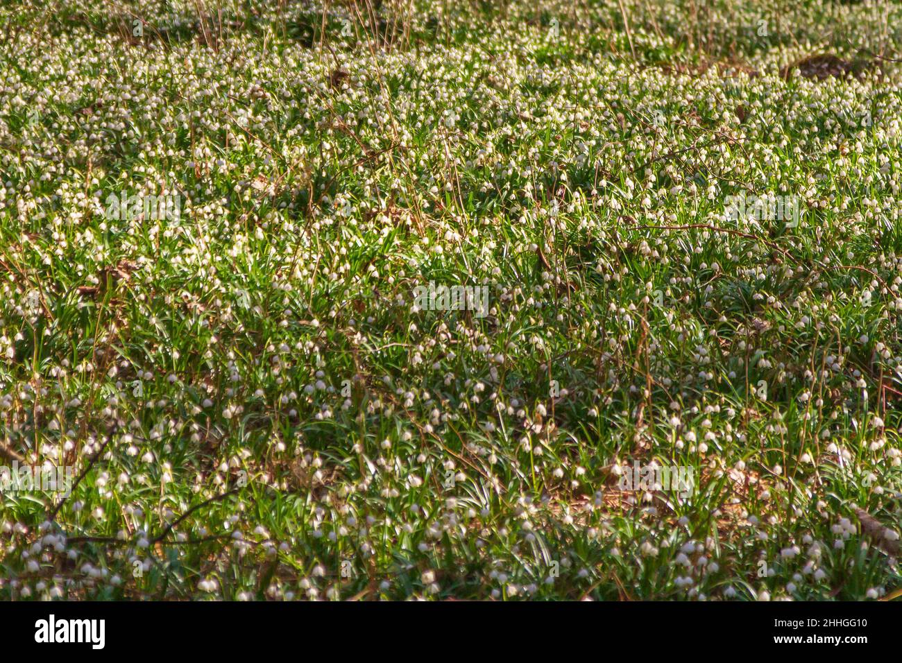 Snowflake - Leucojum aestivum - beautiful white flower on meadow in ...
