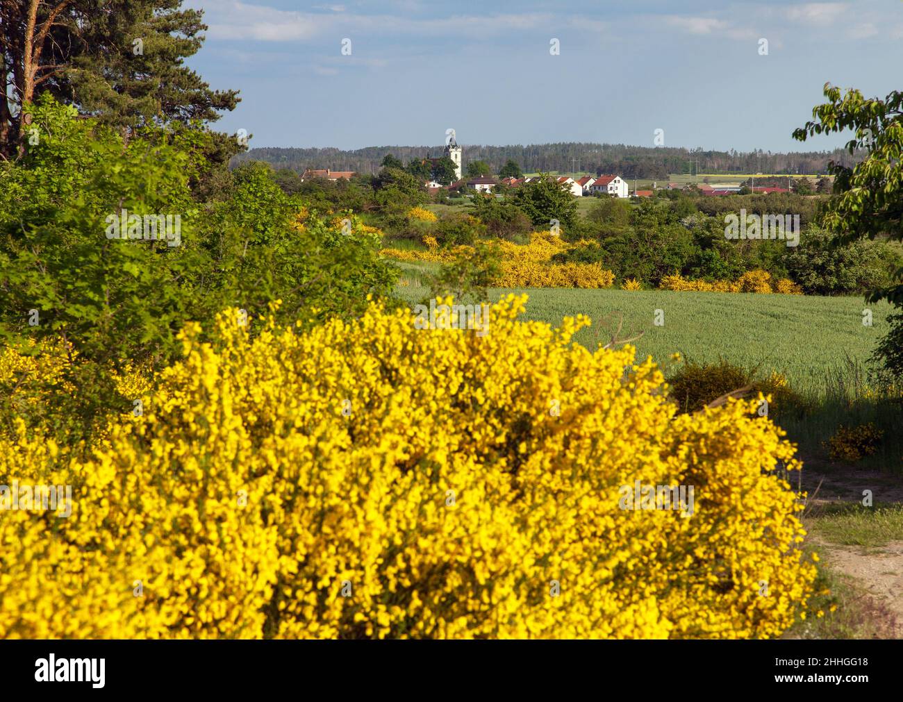 Cytisus scoparius, the common broom or Scotch broom yellow flowering in ...