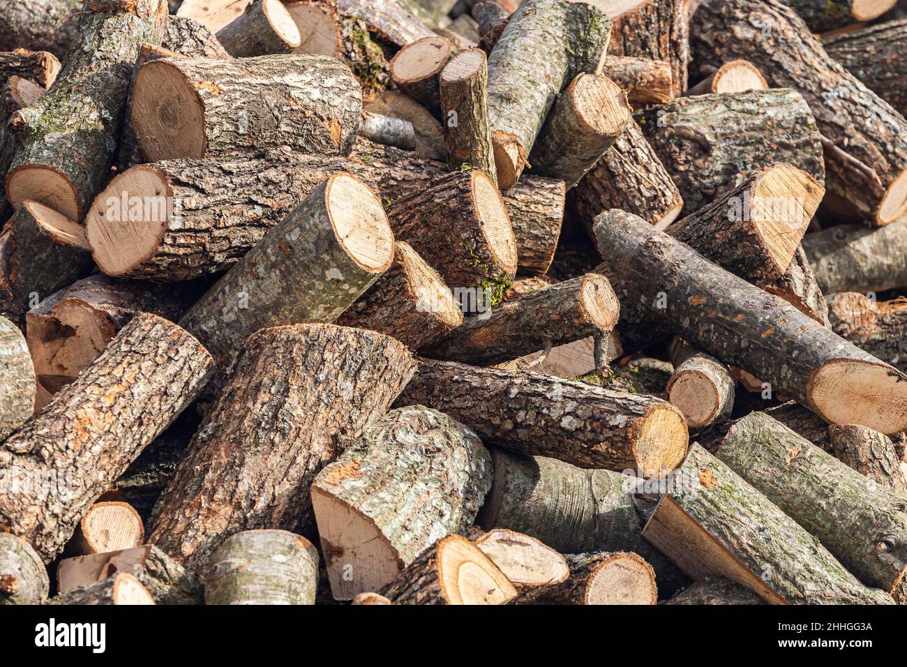 close-up sawn tree into small pieces. Background from sawn pieces of ...