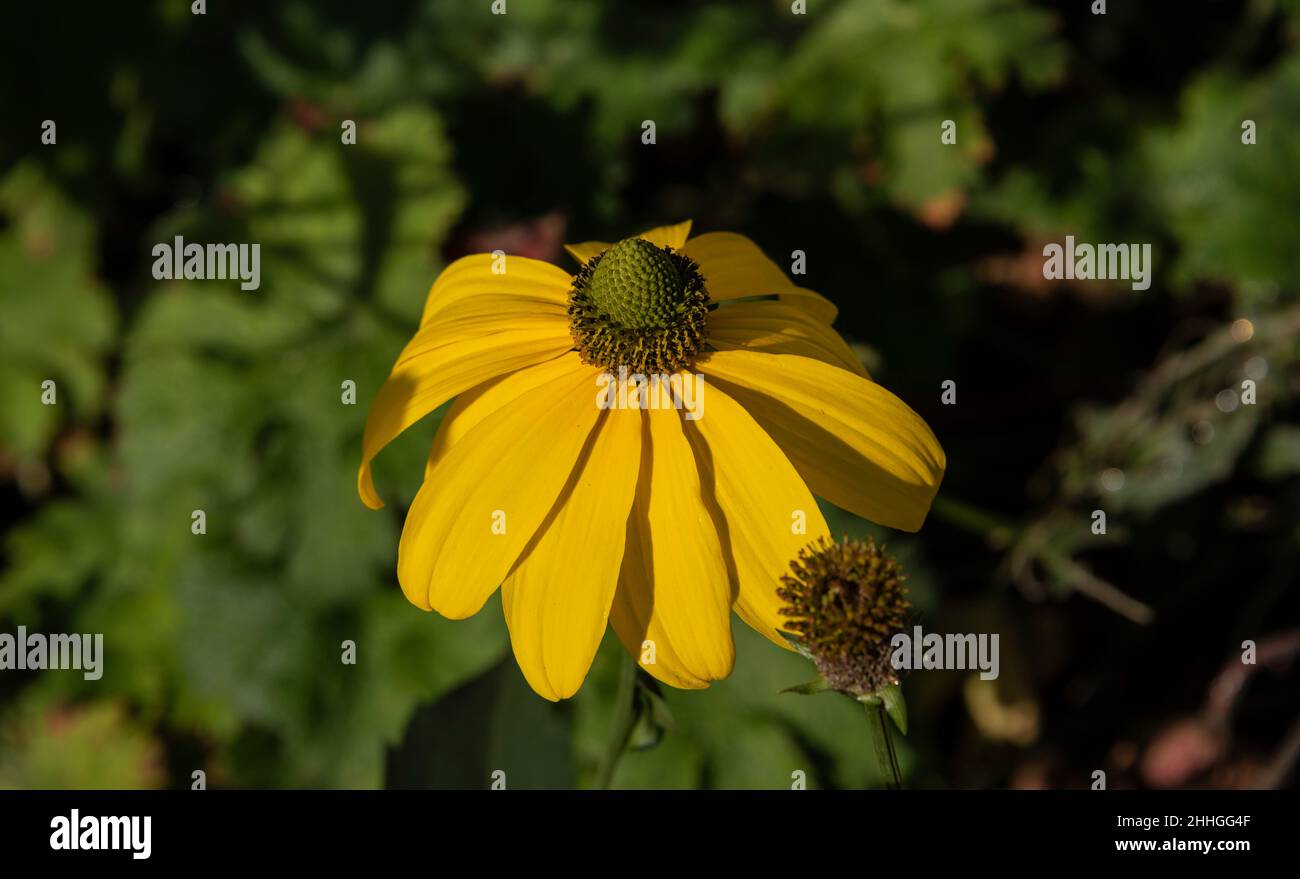 close-up of the yellow ray flowers and the cone shaped disk flower of a ...