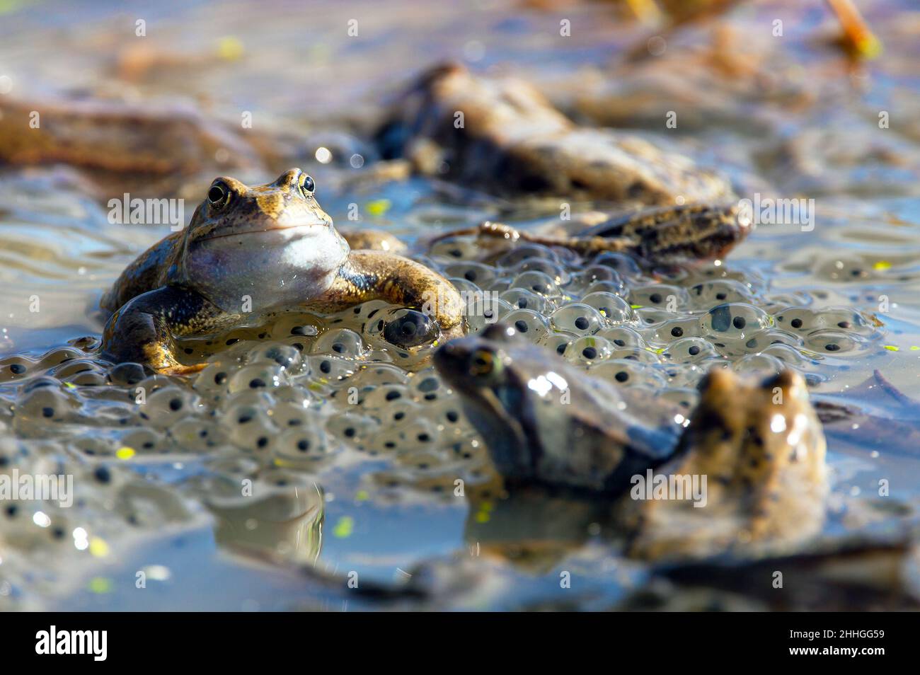 European Common brown Frog in latin Rana temporaria with eggs Stock Photo - Alamy