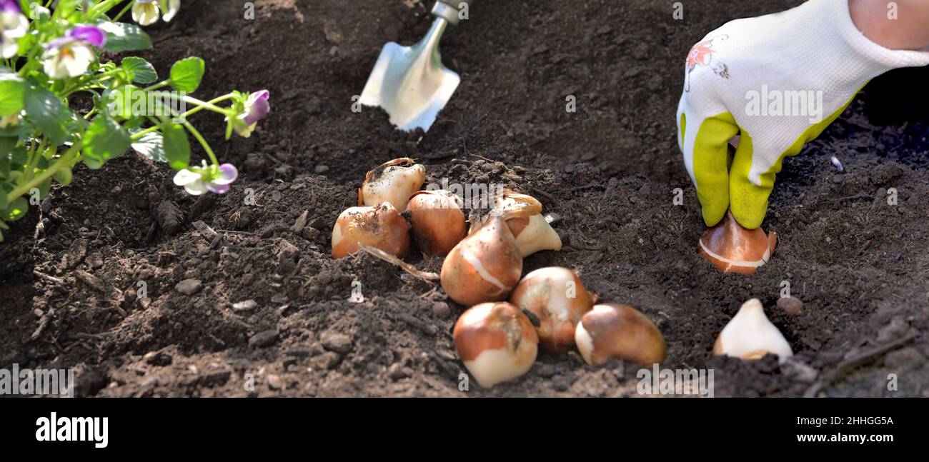 Hand planting bulb in soil hi-res stock photography and images - Alamy