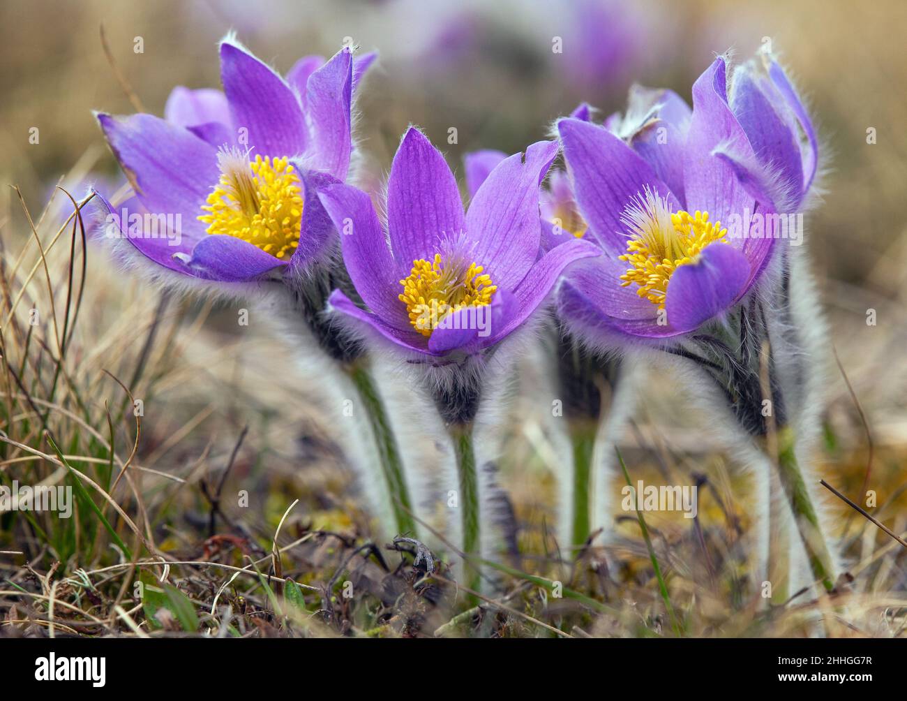 Pasqueflower. Beautiful blue flower of greater pasque flower or ...