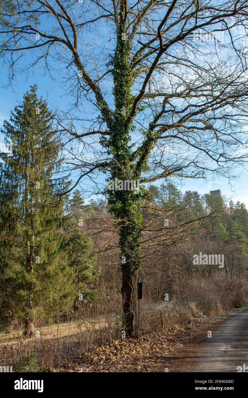 Common Ivy (Hedera helix) clinging on a tree trunk in the forest. The ...