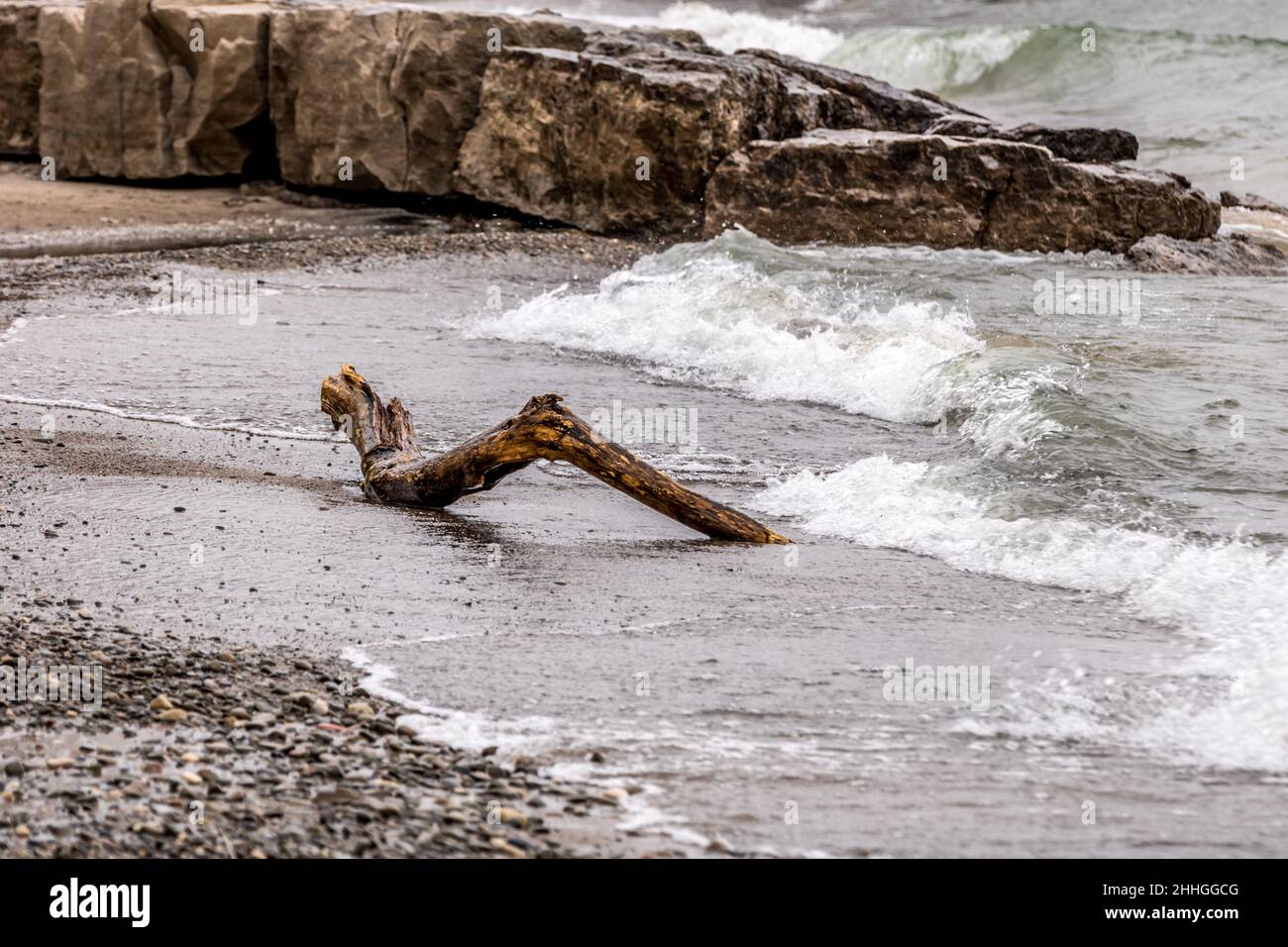 Drift wood on the beach in Jack Darling Park Stock Photo - Alamy