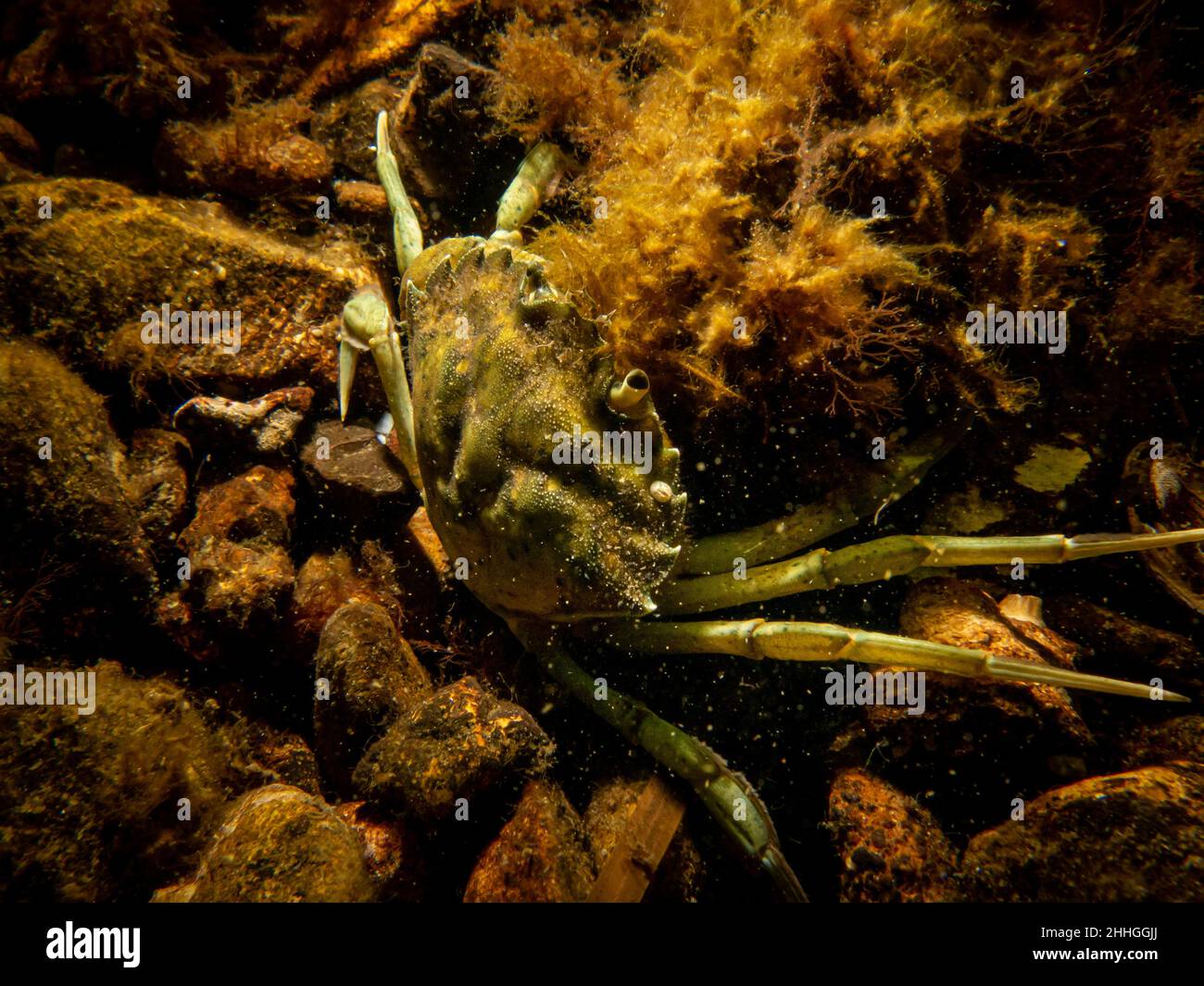 Deep sea swimming crab hi-res stock photography and images - Alamy