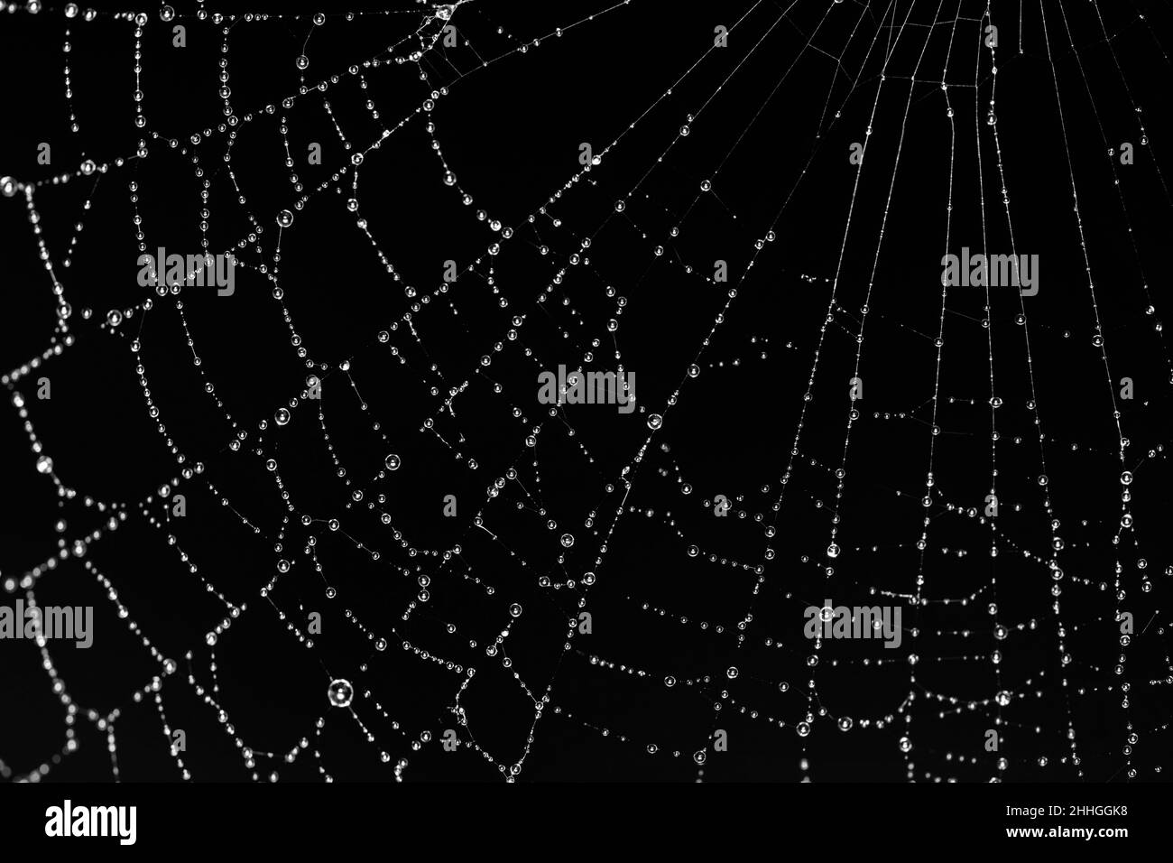 Close up photo of the spider wet with water drops after the rain Stock ...