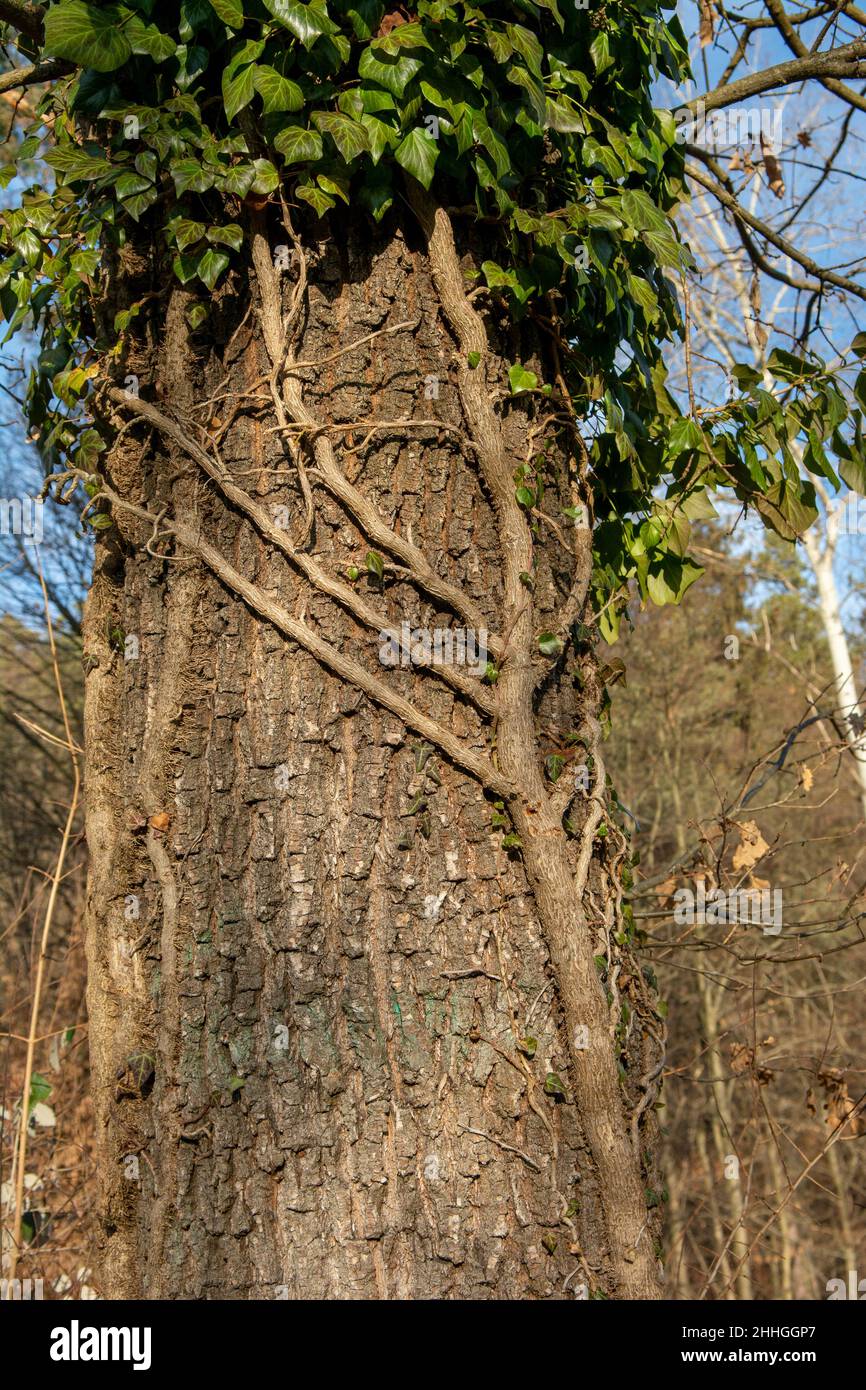 Common Ivy (Hedera helix) clinging on a tree trunk in the forest. The ...