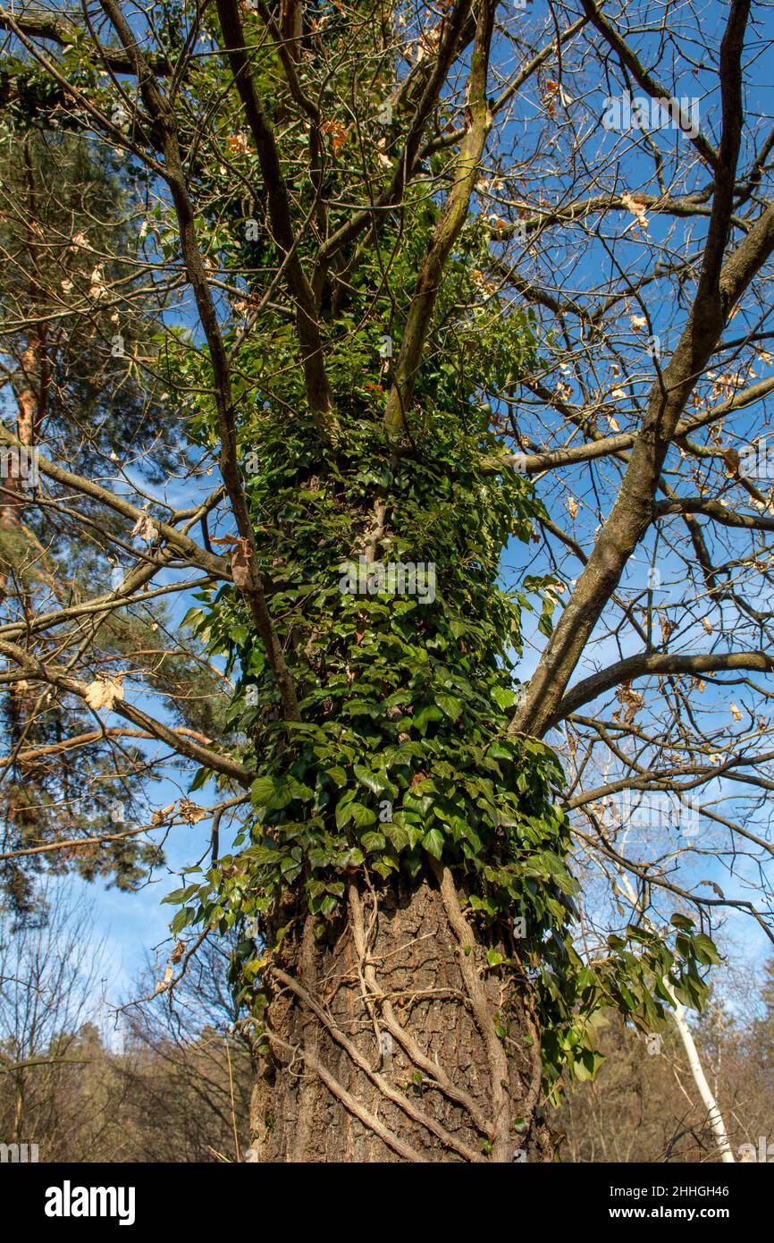 Common Ivy (Hedera helix) clinging on a tree trunk in the forest. The ...