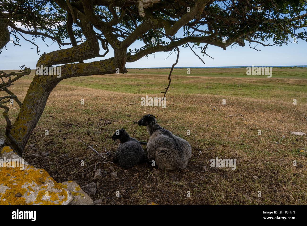Two sheep under a tree in a moor landscape. Picture from the Baltic Sea ...