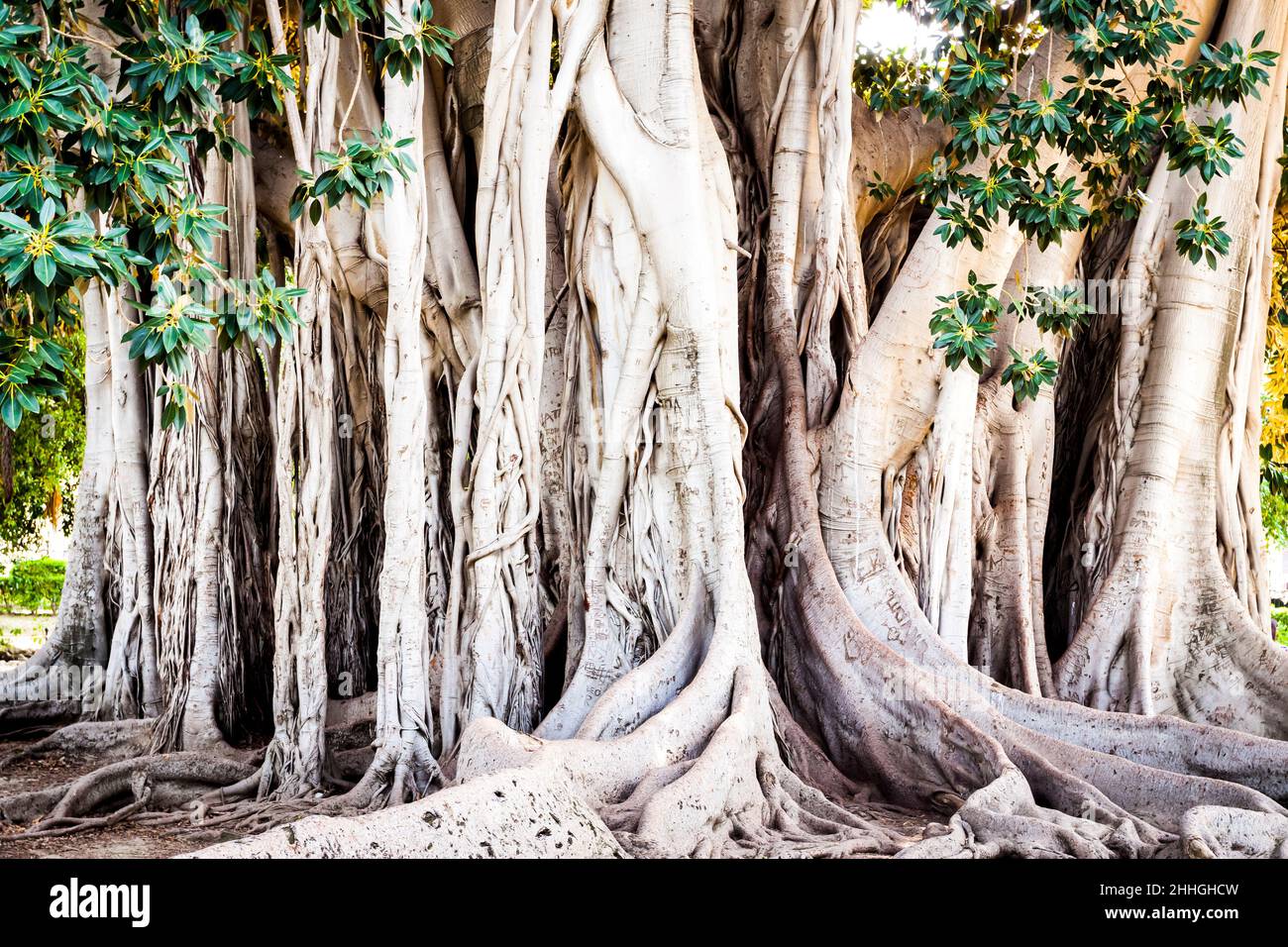 Biggest tree of ficus with its amazing roots. Palermo, Sicily. Italy ...