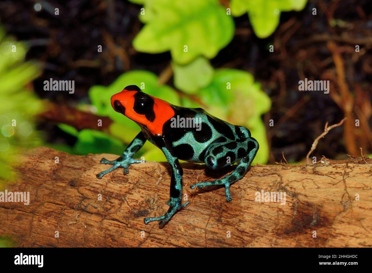 Pampas-del-Sacramento-Baumsteiger, blessed poison frog, Ranitomeya ...
