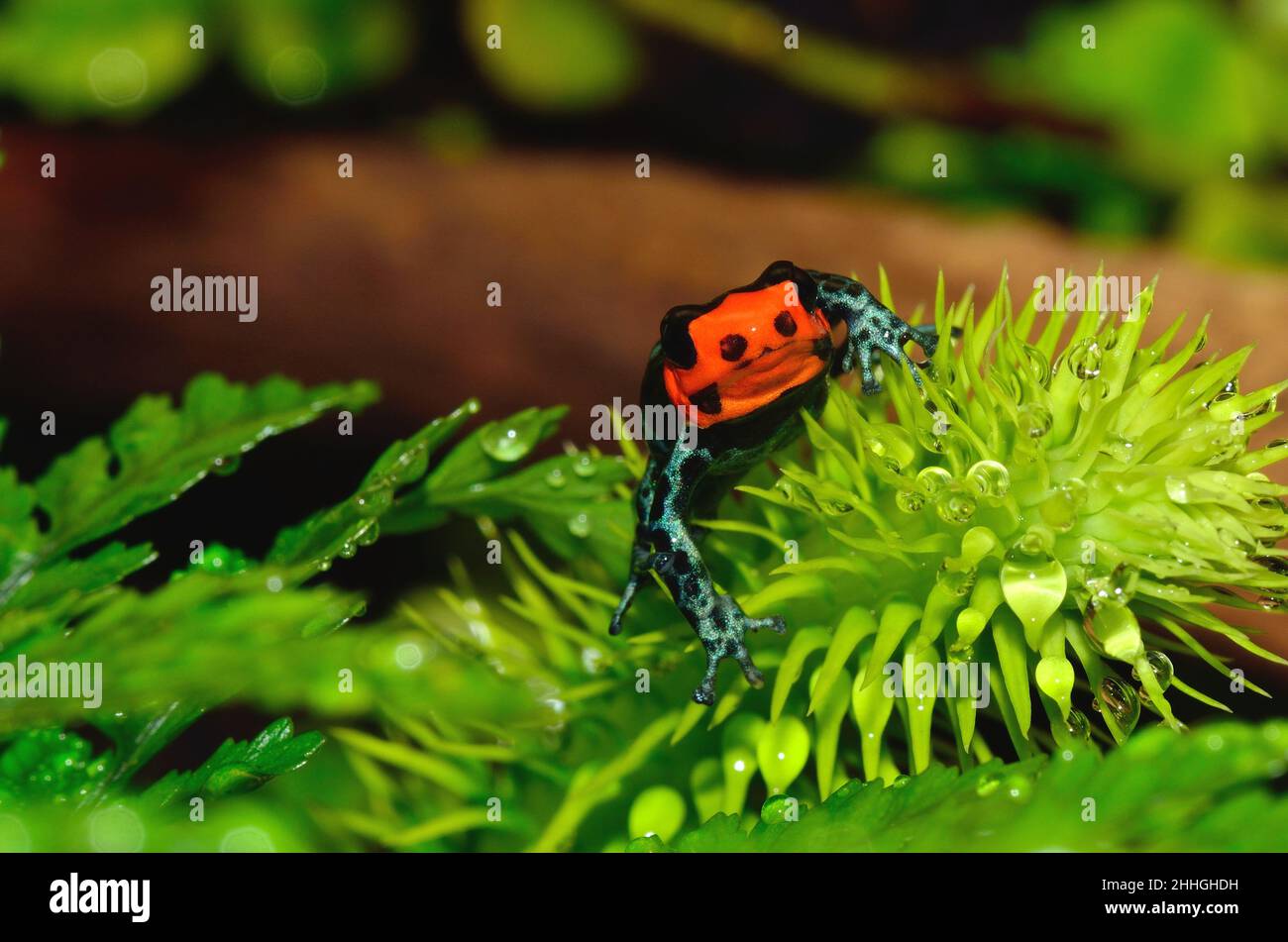 Pampas-del-Sacramento-Baumsteiger, blessed poison frog, Ranitomeya ...