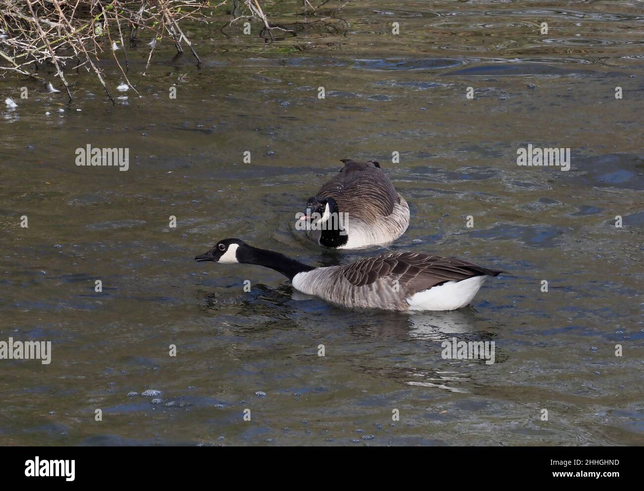 Aggressive geese hi-res stock photography and images - Alamy