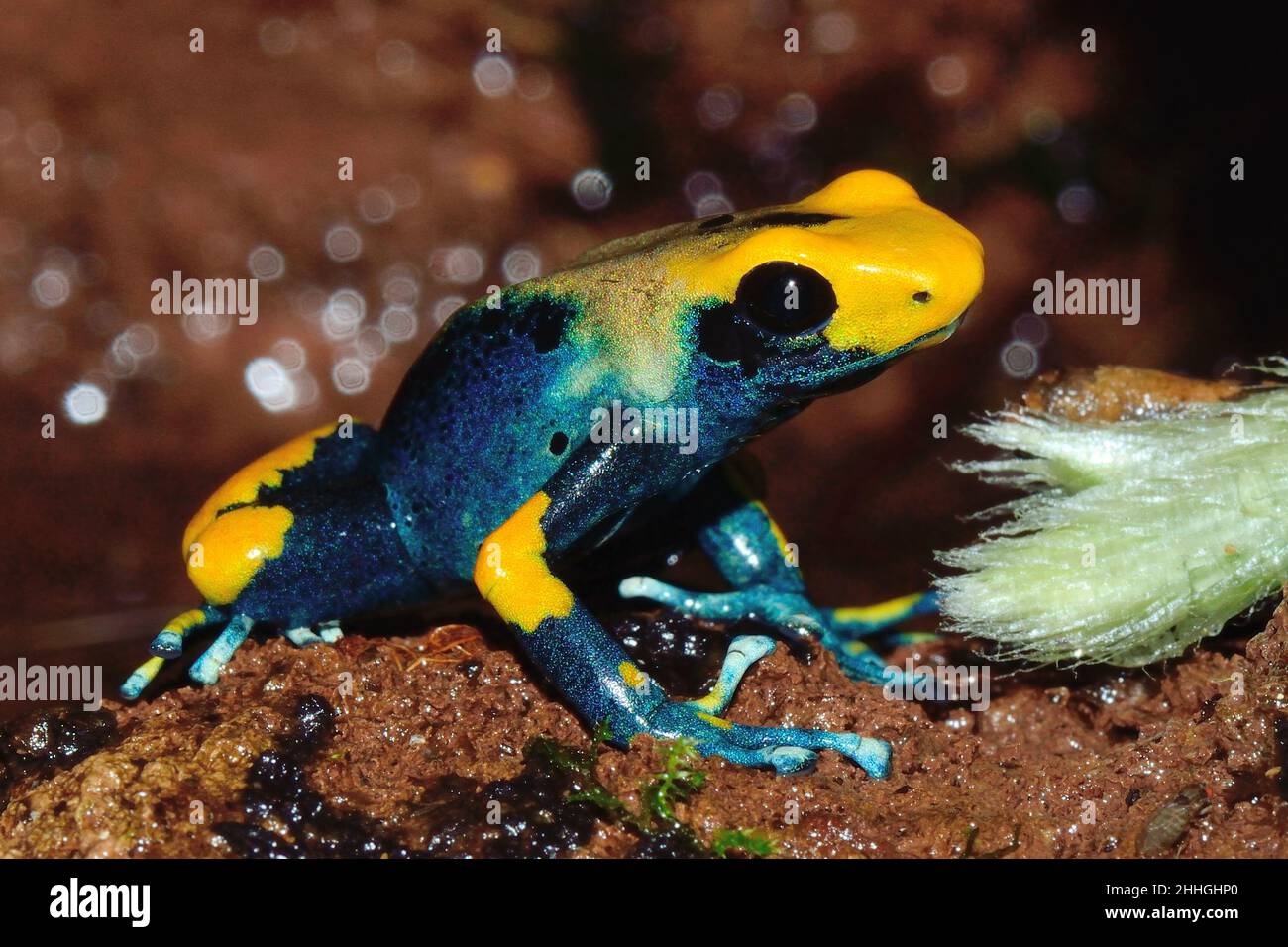 Färberfrosch, dyeing dart frog, dendrobates tinctorius tumucumaque ...