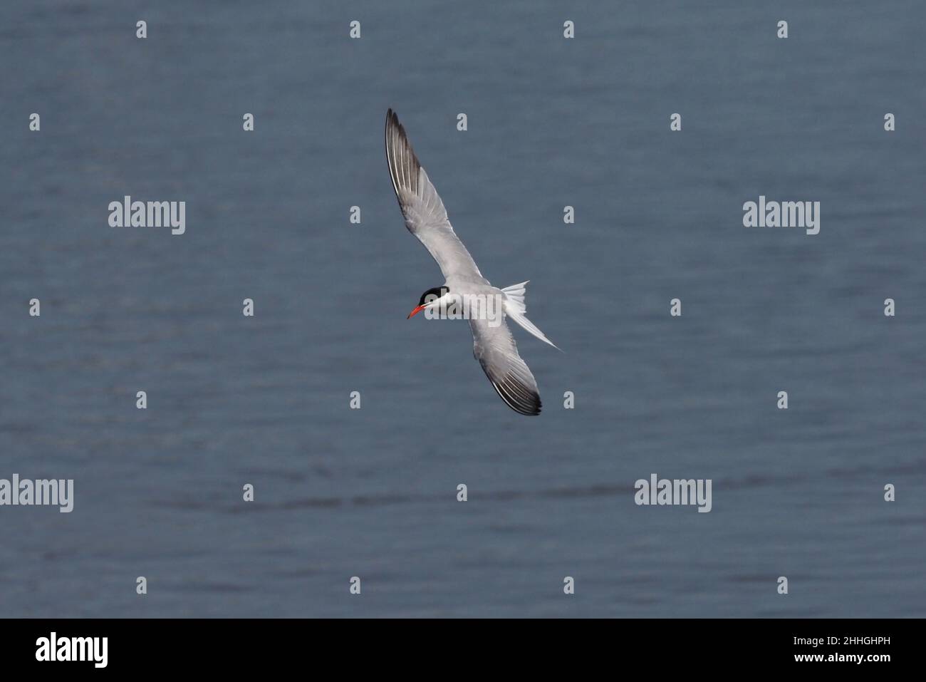Tern over river hi-res stock photography and images - Alamy