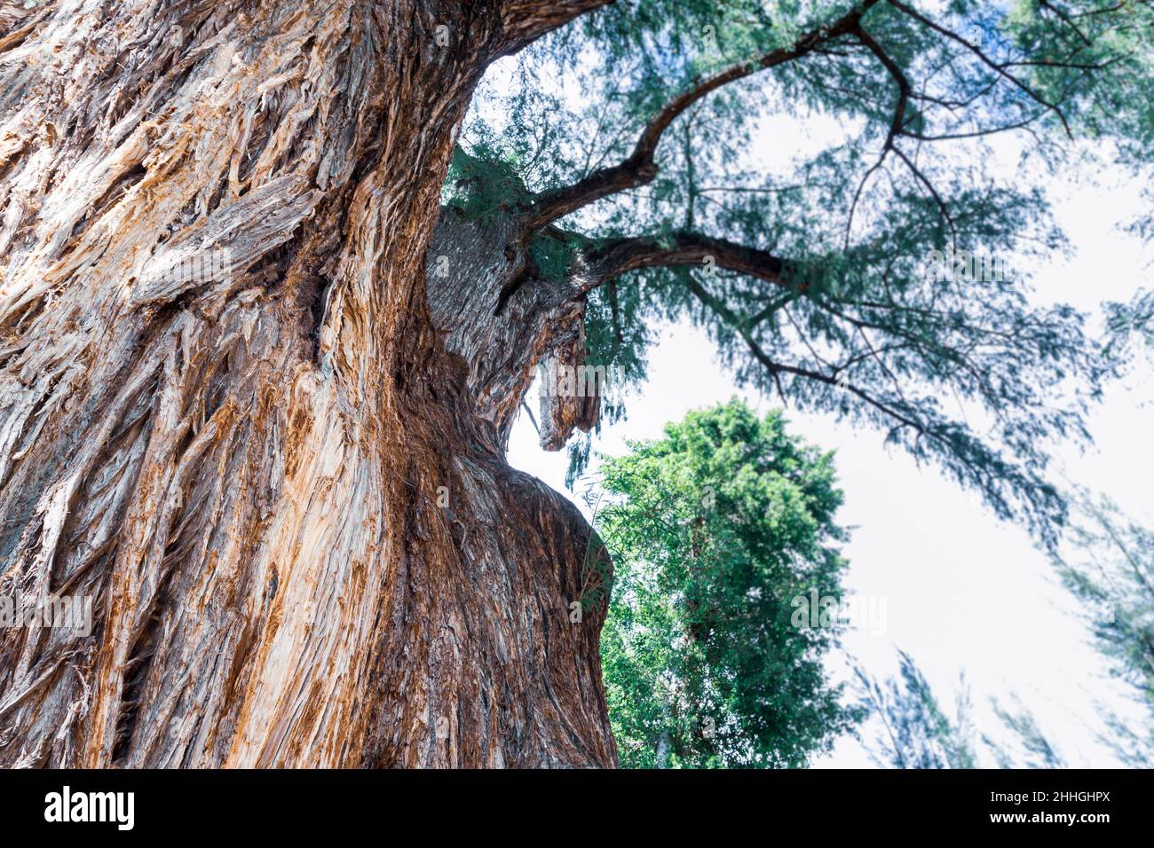 The tule tree hi-res stock photography and images - Alamy