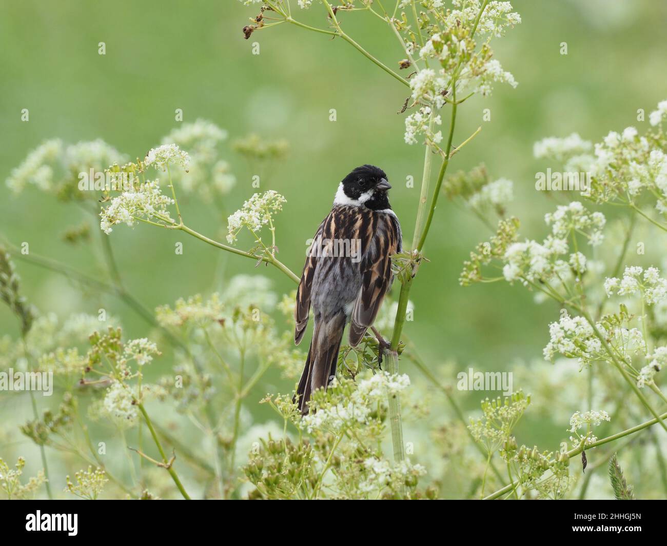 Adult male reed bunting hi-res stock photography and images - Alamy