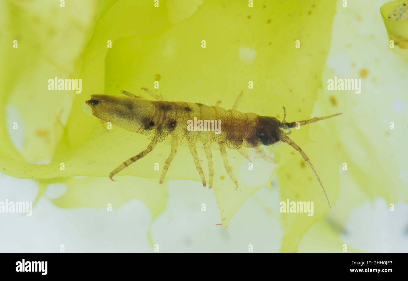 Lagoon Isopod (Idotea chelipes) in brackish water, Idoteidae. Sussex UK ...