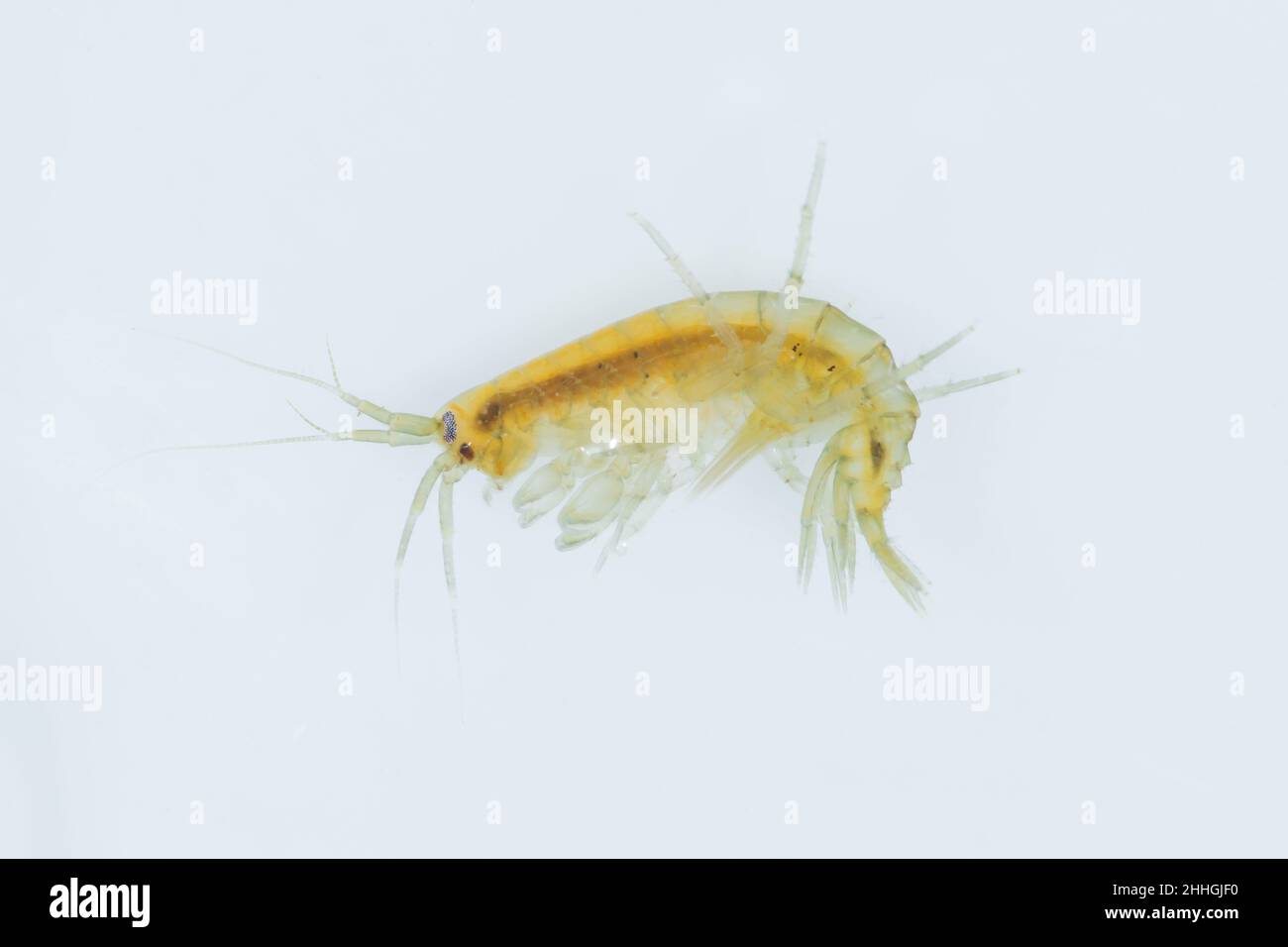 Lagoon Sand Shrimp (Gammarus cf insensibilis) in brackish water ...
