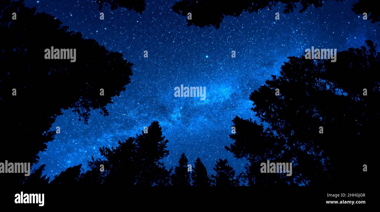 Pine tree forest in the mountains wilderness with milky way milkyway ...