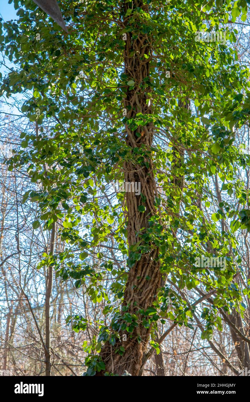 Hedera helix roots adventitious hi-res stock photography and images - Alamy