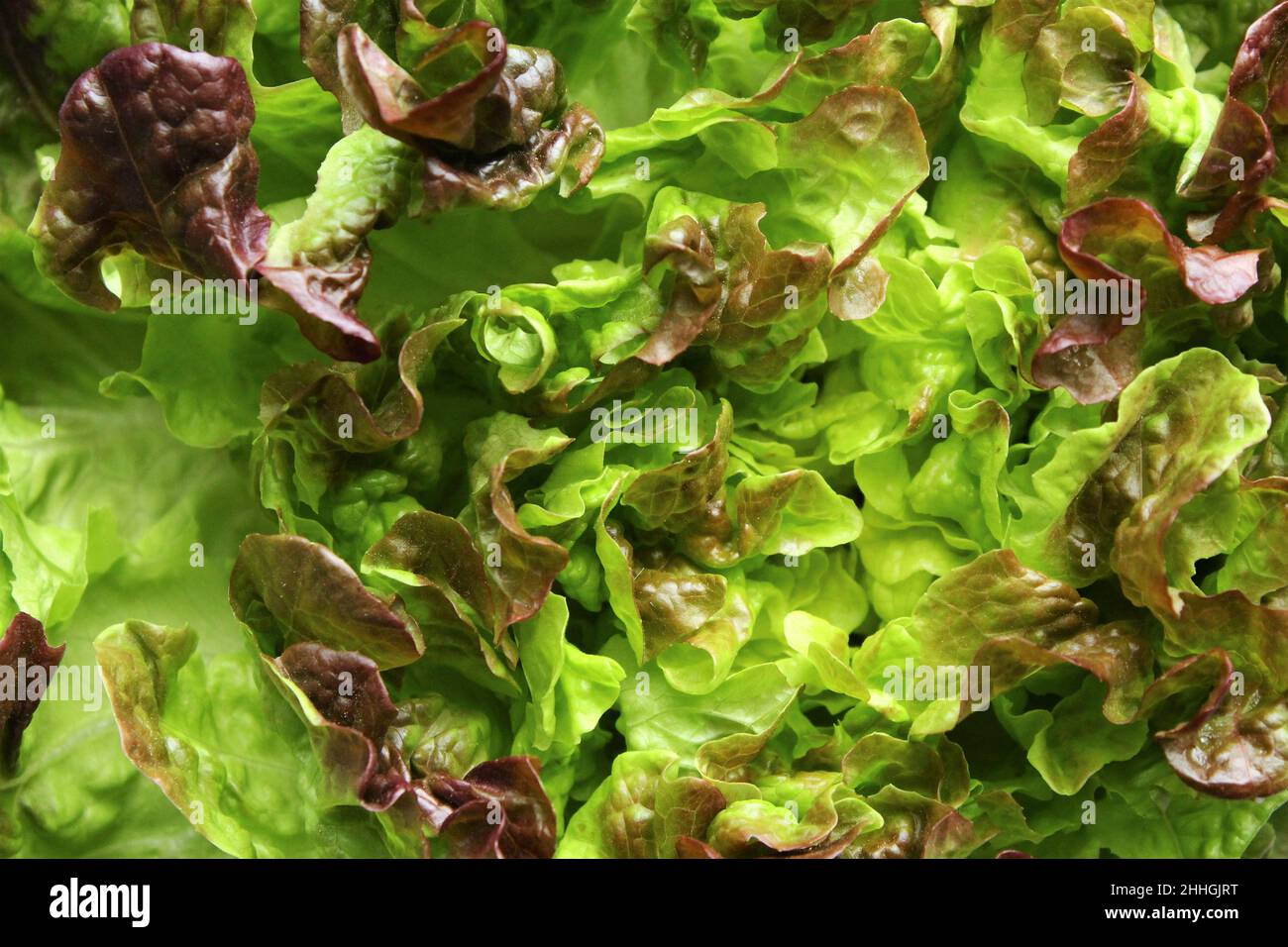 Ruby Red Leaf Lettuce background photo Stock Photo - Alamy