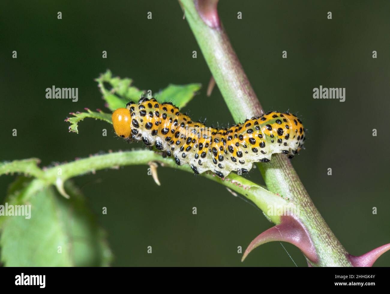 Large Rose Rose Sawfly Larva (Arge pagana - ochropus) on wild rose ...