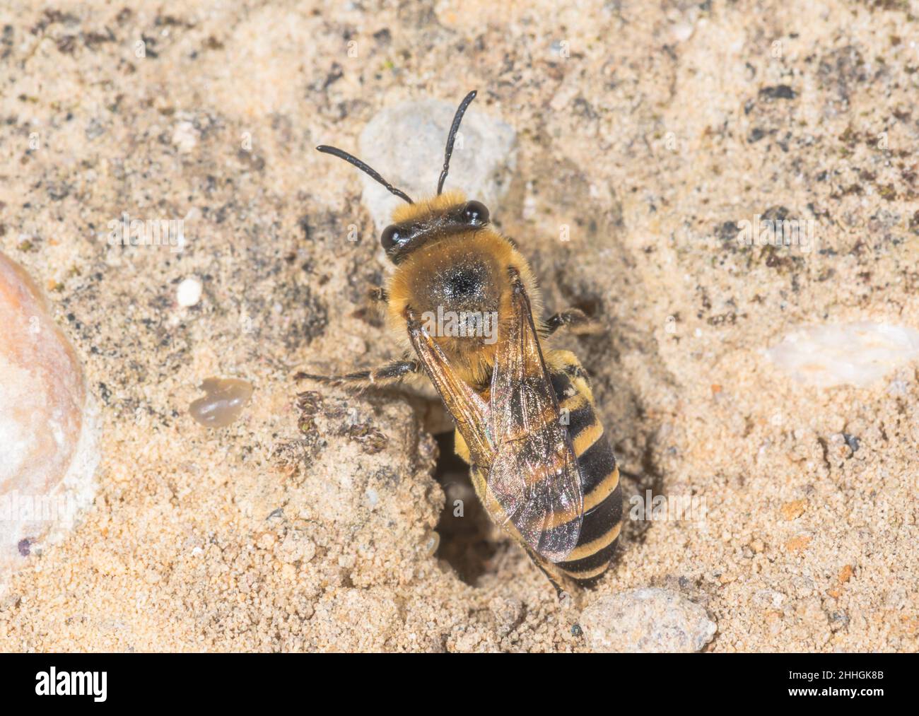 Female Mining Bee (Colletes succinctus) at nest burrow entrance, Apidae ...