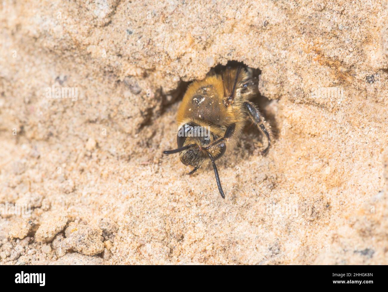 Female Mining Bee (Colletes succinctus) cleaning itself at Nest Burrow ...