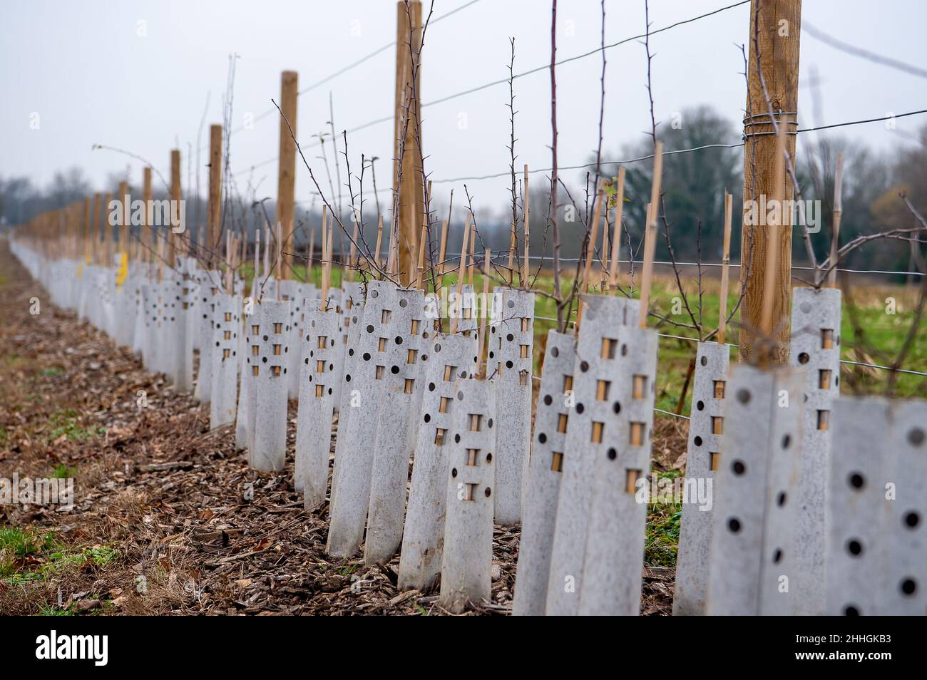 West Hyde, Hertfordshire, UK. 24th January, 2022. Trees planted by HS2 ...