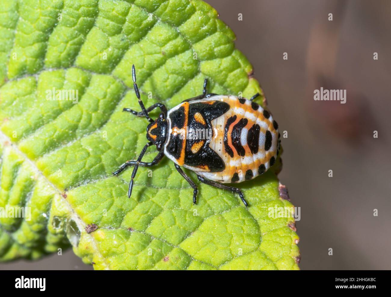 Nymph of Ornate Shieldbug (Eurydema ornata) on crucifer flower ...