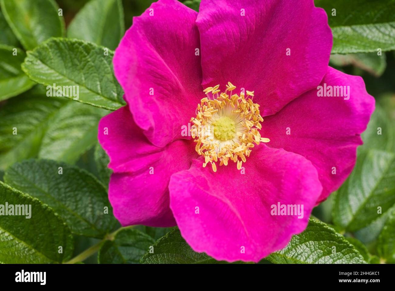 Hedgehog rose rosa rugosa hi-res stock photography and images - Alamy