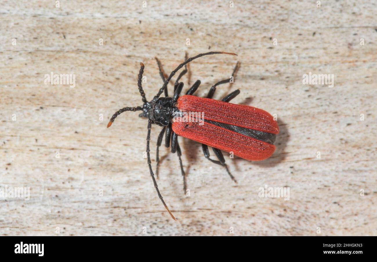 Net winged beetles hi-res stock photography and images - Alamy