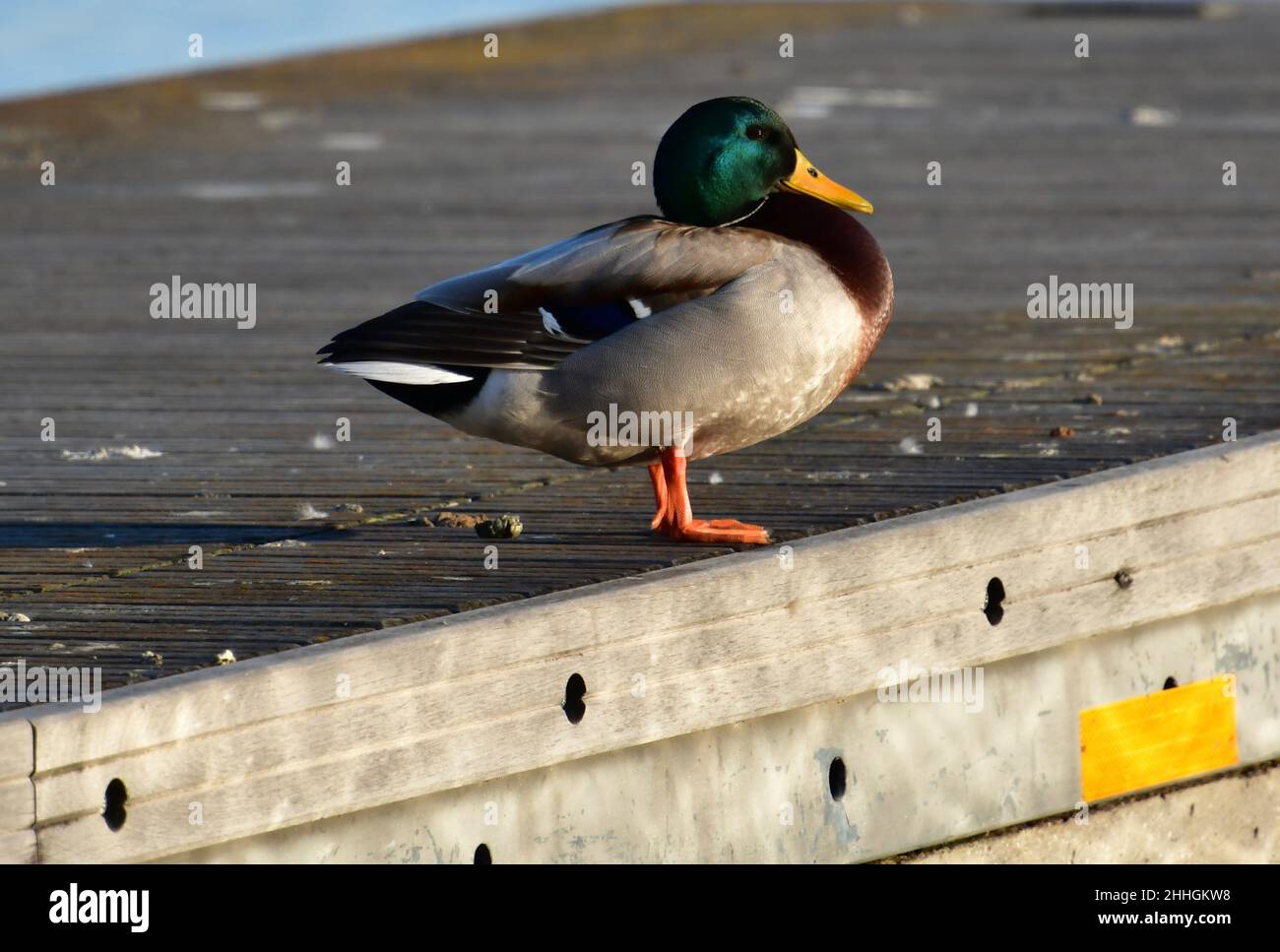 Duck on the dam of the lake Stock Photo - Alamy